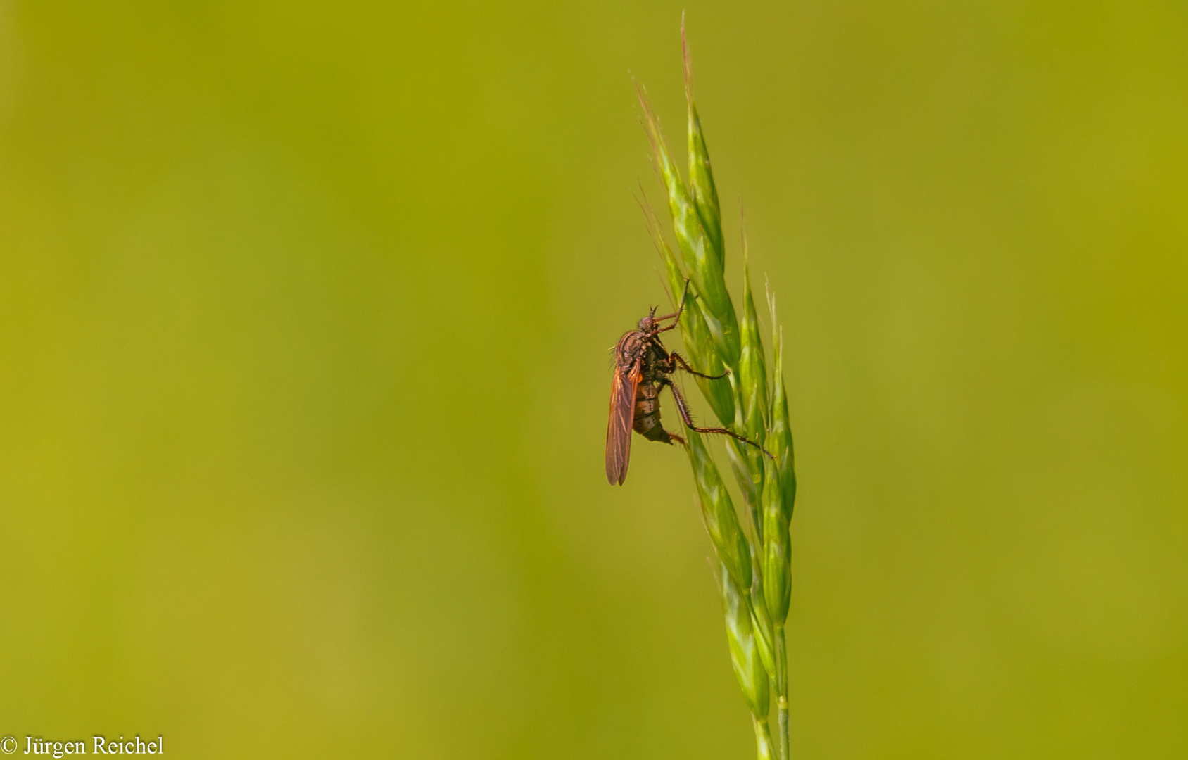 Schnepfenfliege unbestimmt ( Rhagionidae indet. ) Foto & Bild | tiere ...