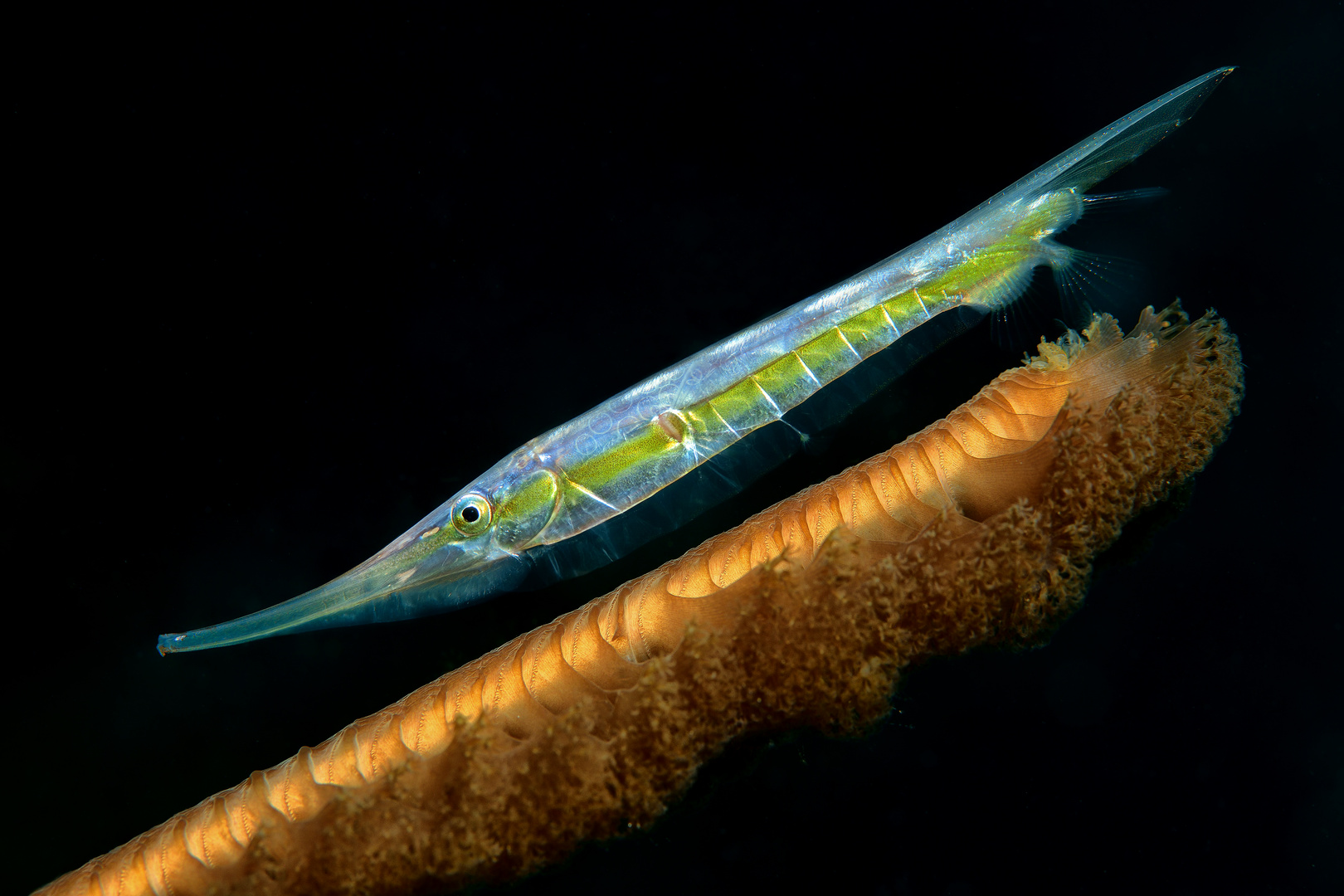 Schnepfenmesserfisch (Centriscus scutatus) Foto & Bild | natur ...