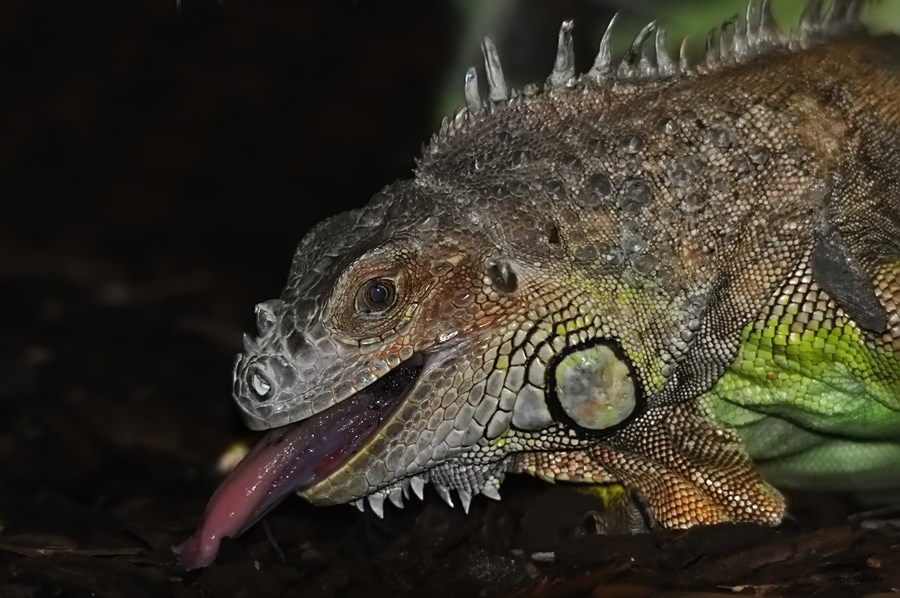 Schni - Schna - Schnappi :-) Foto & Bild | tiere, zoo, wildpark ...