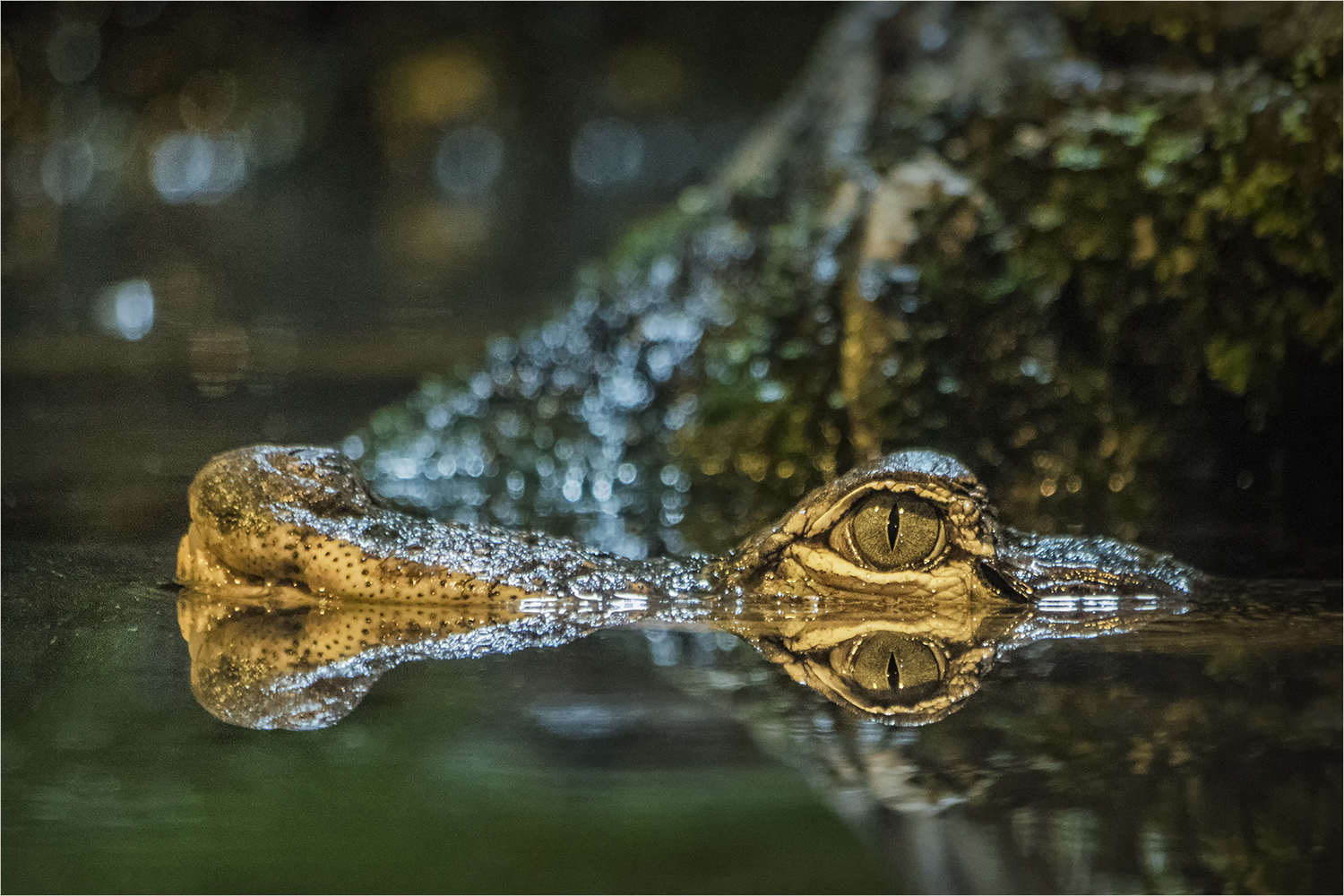 schni- schna- schnappi Foto & Bild | wasser, auge, tier Bilder auf ...