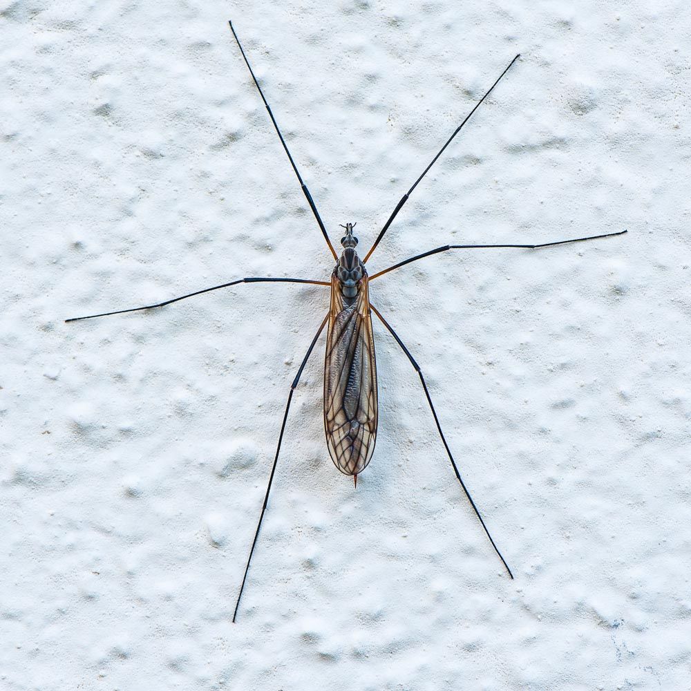 Schnooge (Schnake) Foto & Bild | tiere, wildlife, insekten Bilder auf ...