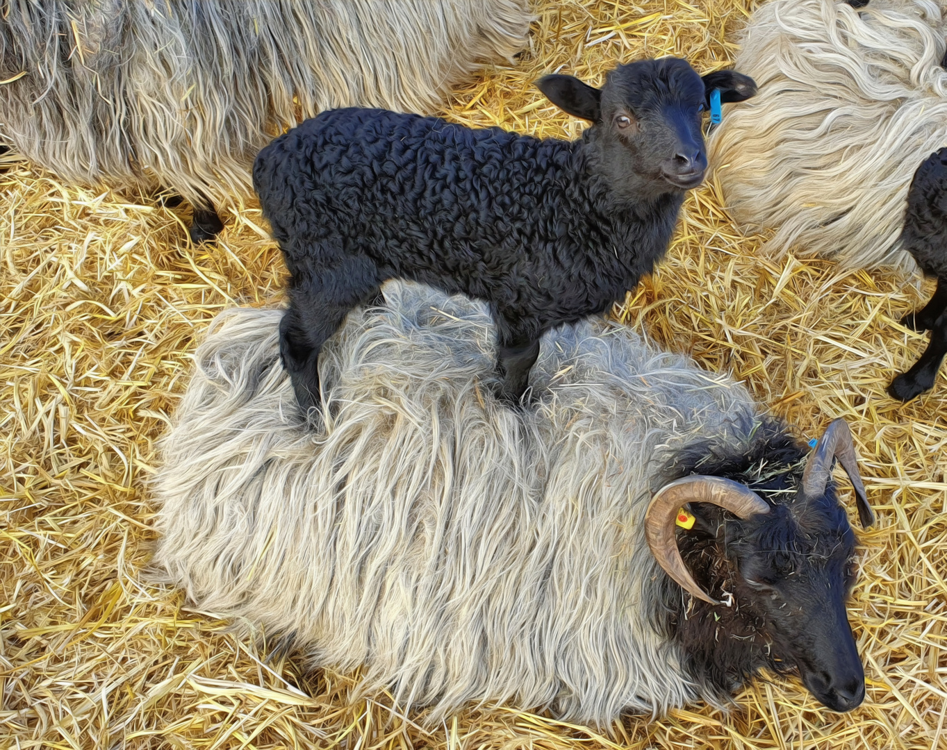 Schnucki Foto & Bild | tiere, natur-kreativ, bearbeitungs - techniken Bilder auf fotocommunity