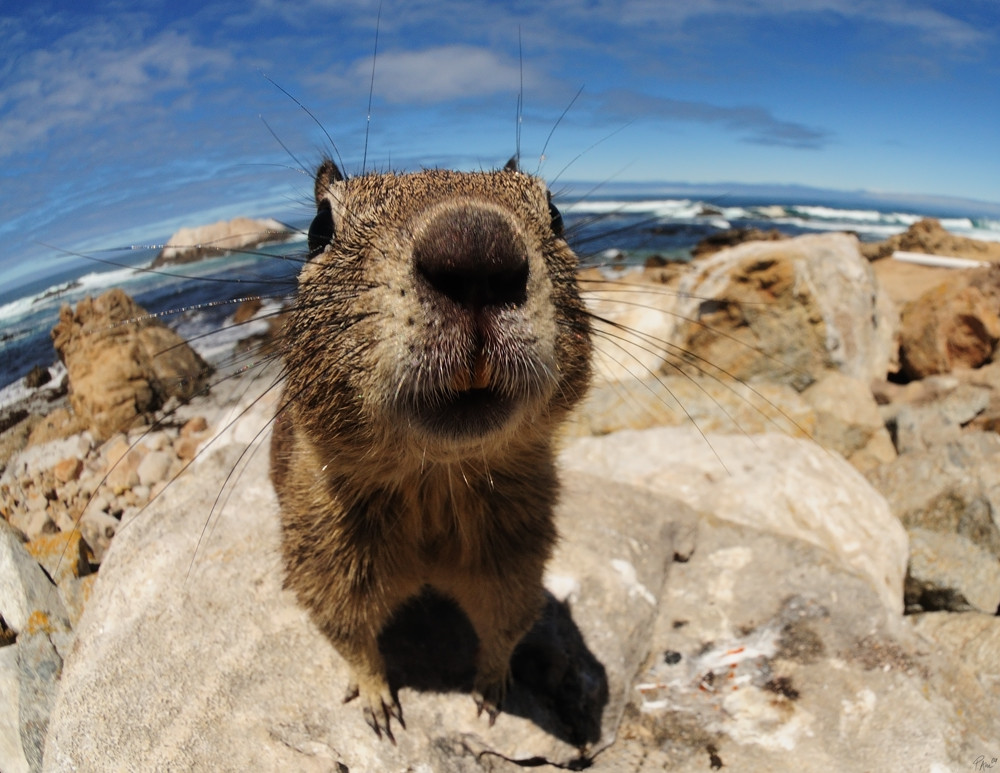 Schnuffel Foto & Bild | tiere, wildlife, säugetiere Bilder auf ...