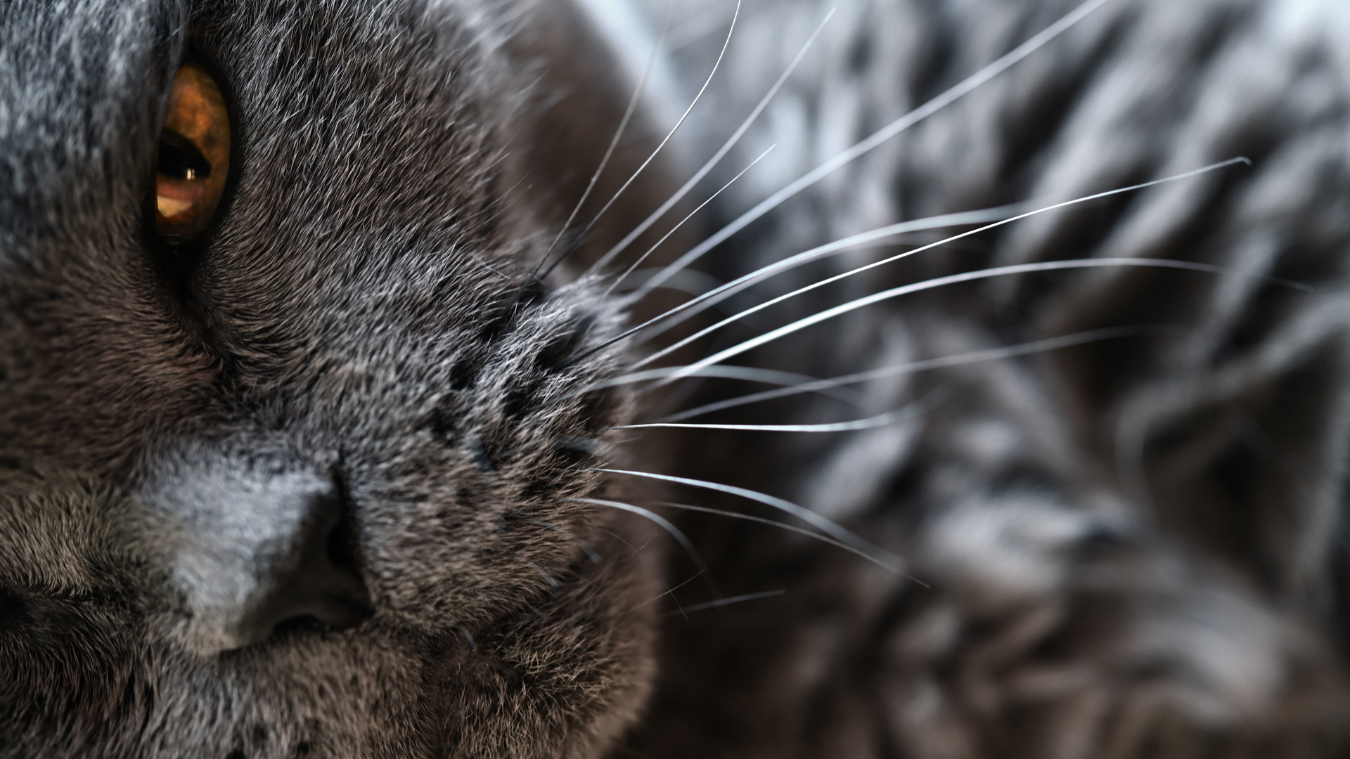 Schnurrhaare 2 Foto & Bild | tiere, fotos, kater Bilder auf fotocommunity