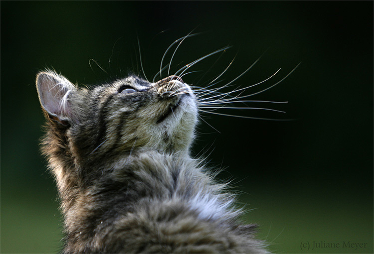 Schnurrhaare Foto & Bild | tiere, haustiere, katzen Bilder auf fotocommunity
