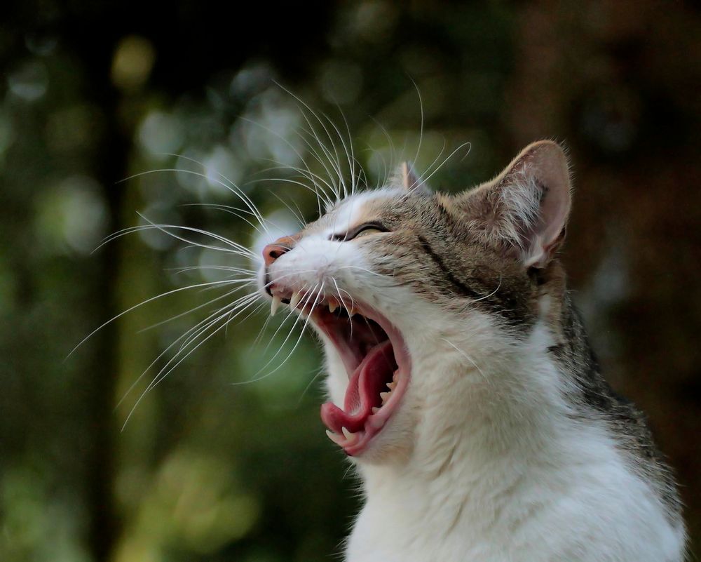 > Foto & Bild | tiere, haustiere, katzen Bilder auf fotocommunity