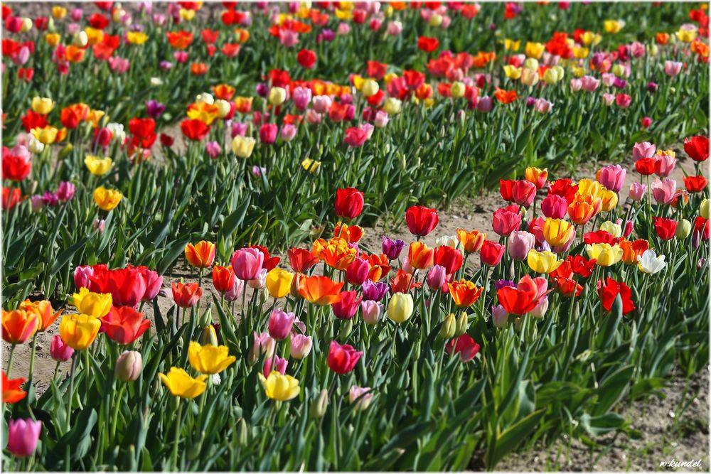 schön bunt Foto & Bild | tulpen, frühling, natur Bilder auf fotocommunity