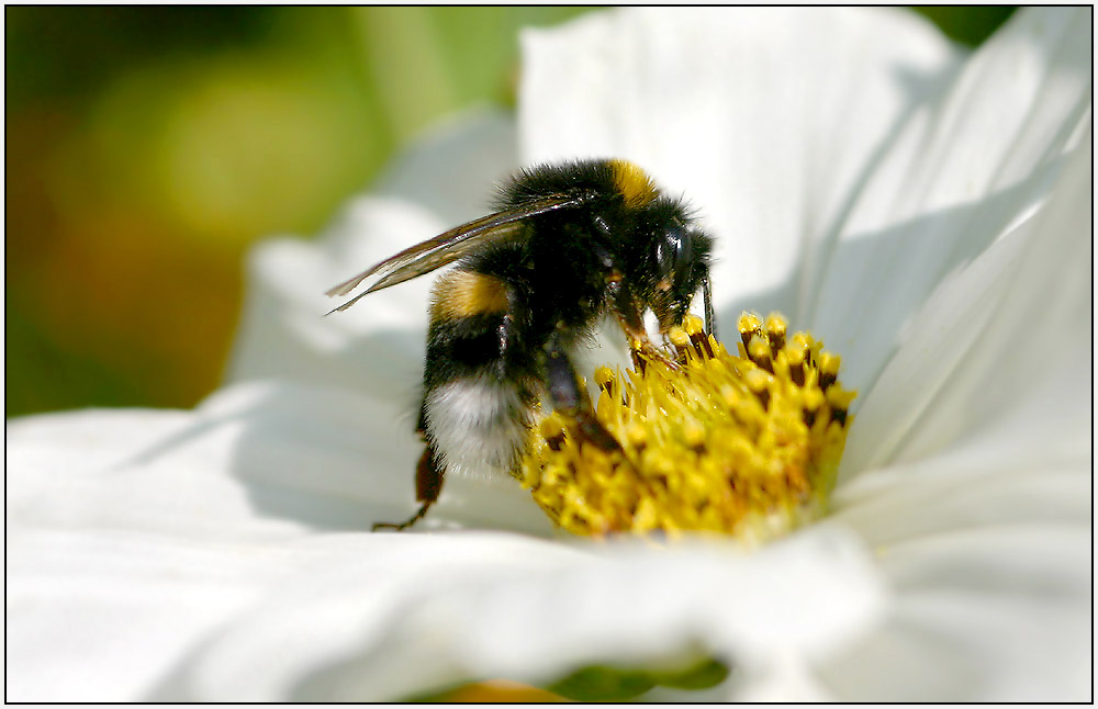 Schön, daß es Hummeln gibt... Foto & Bild | tiere, wildlife, insekten ...