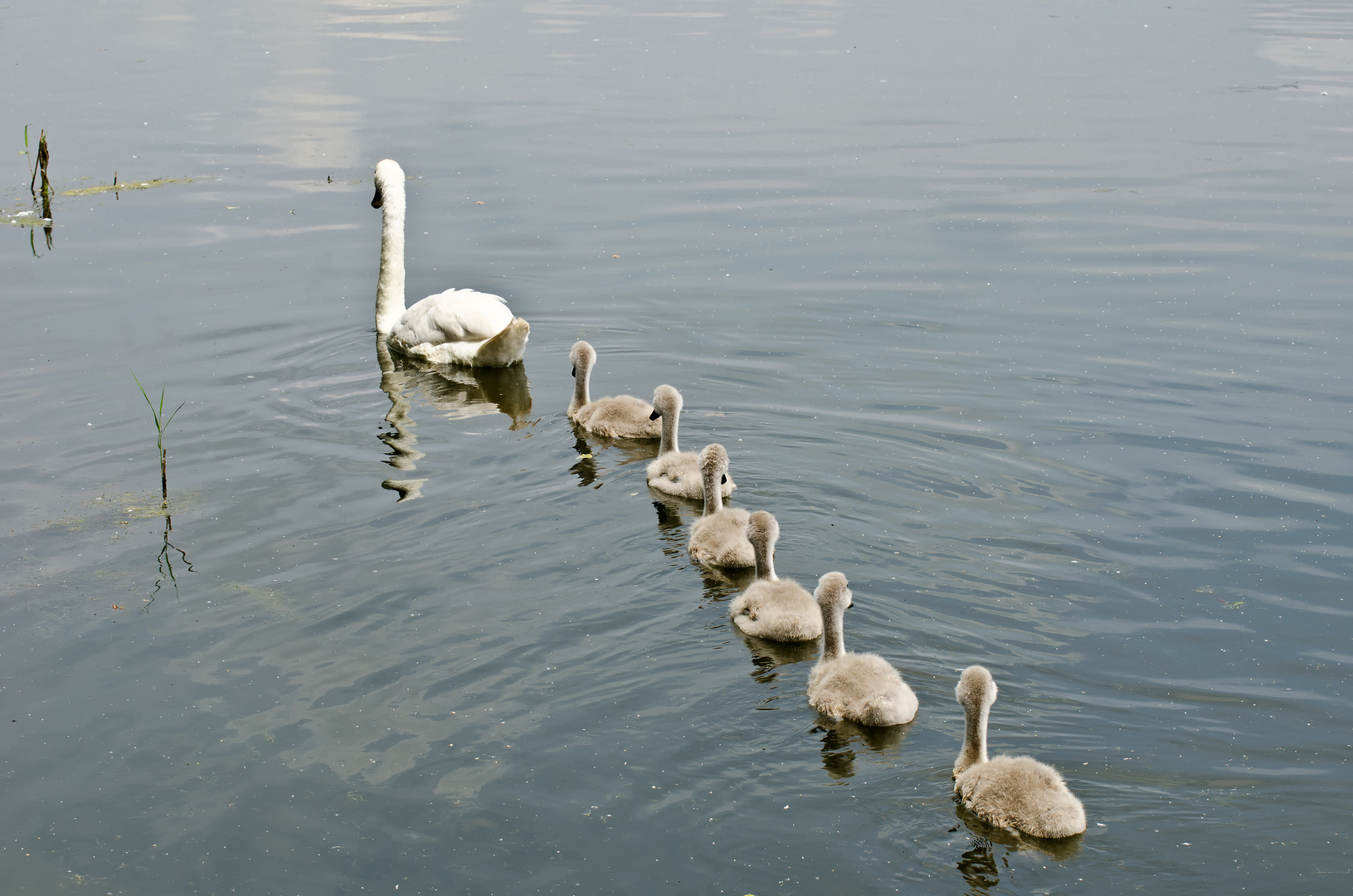 Schön der Reihe nach Foto & Bild | tiere, tierkinder, wasser Bilder auf ...