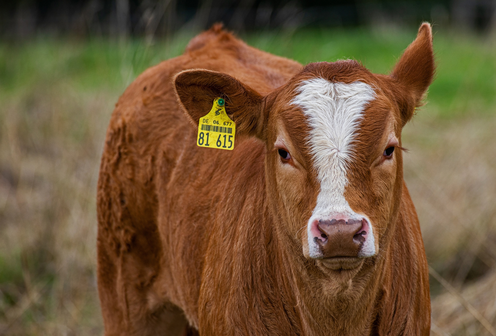 Schön die Ohren anlegen Foto & Bild | tiere, haustiere, nutztiere ...