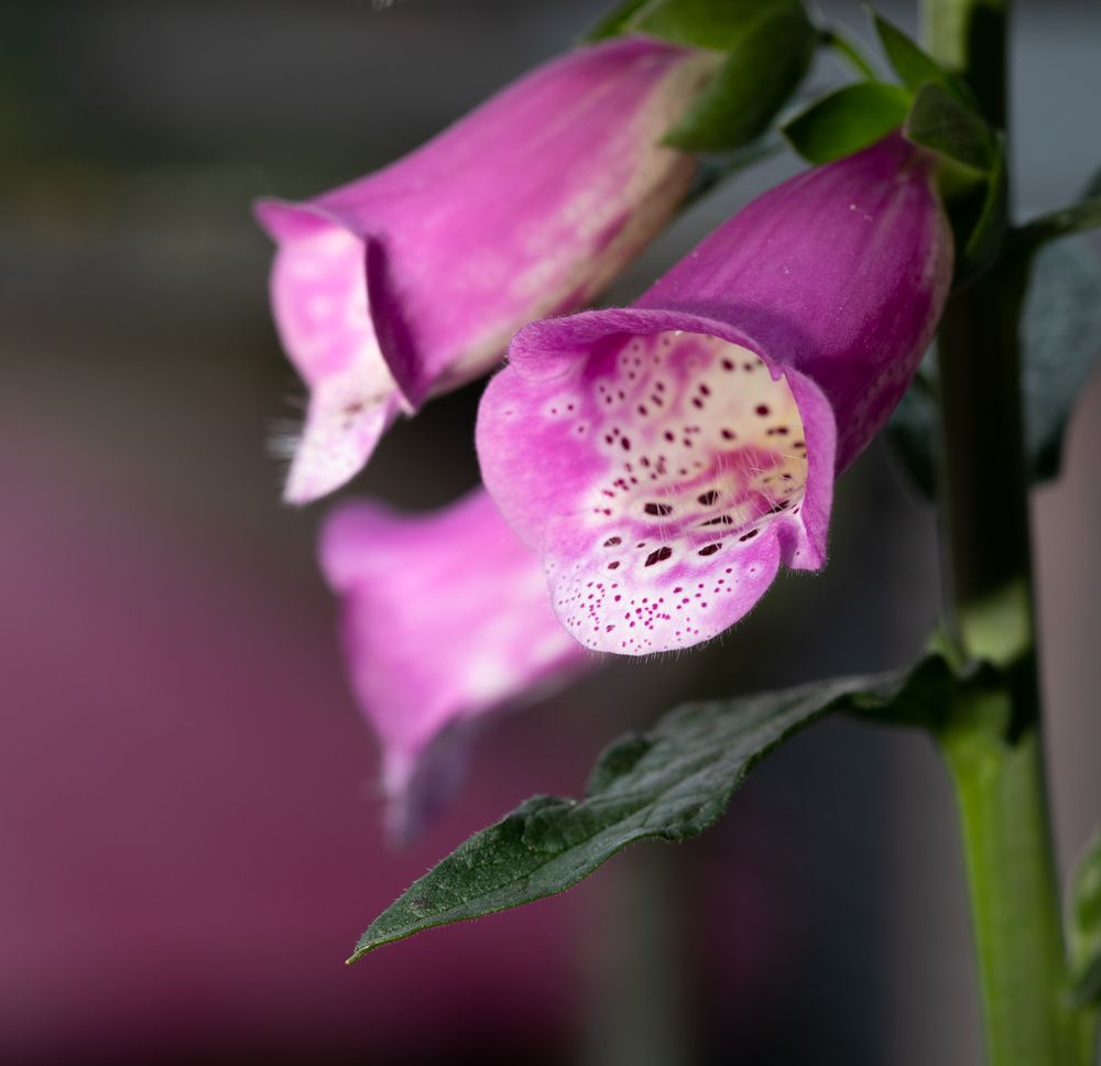 schön giftig Foto & Bild | pflanzen, pilze & flechten, blüten ...
