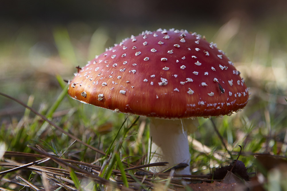 Schön & Giftig Foto & Bild | pflanzen, pilze & flechten, pilze ...