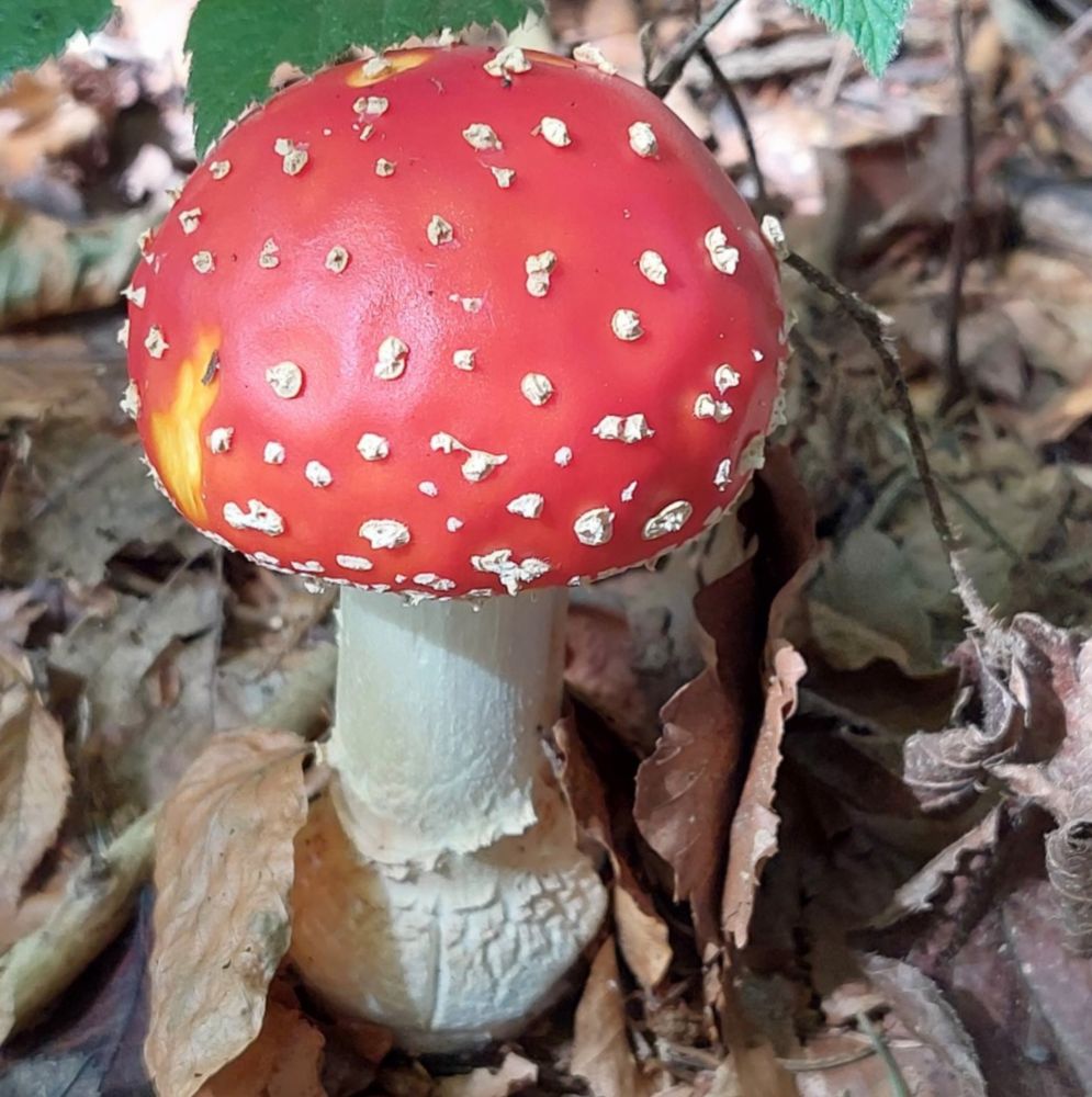 Schön giftig Foto & Bild | pflanzen, pilze & flechten, pilze & flechten ...