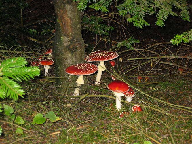 Schön giftig !!! Foto & Bild | pflanzen, pilze & flechten, pilze ...