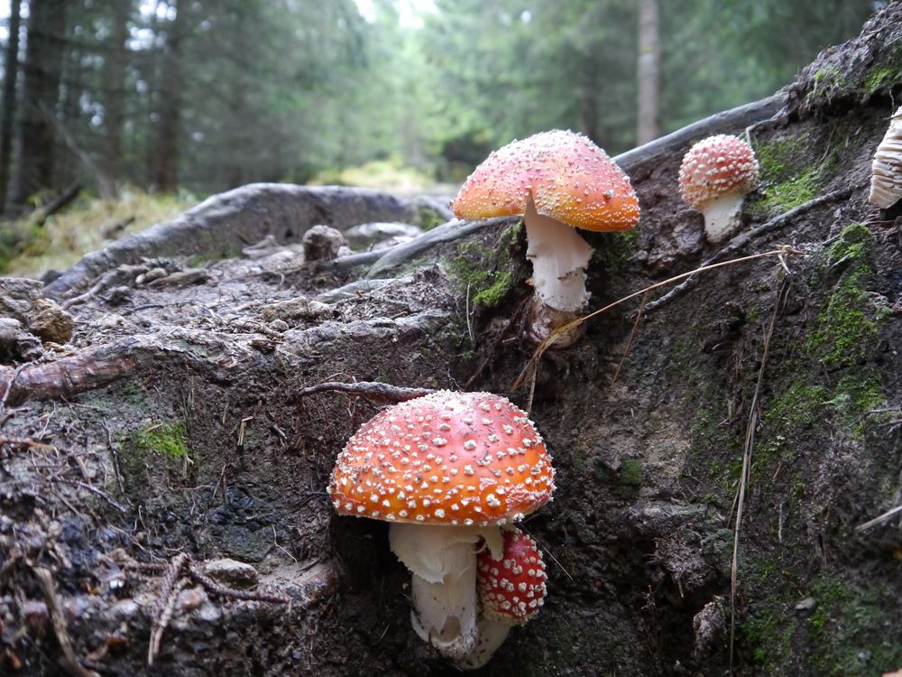 schön-giftig Foto & Bild | pflanzen, pilze & flechten, pilze & flechten ...