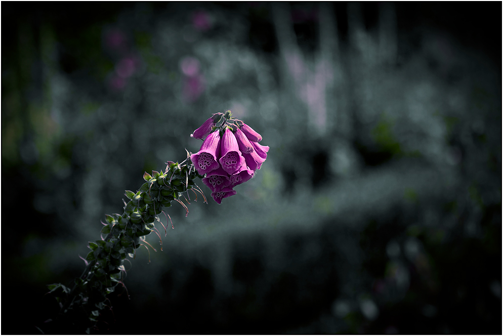 schön giftig Foto & Bild | natur-kreativ, aufnahmetechniken, natur fine ...