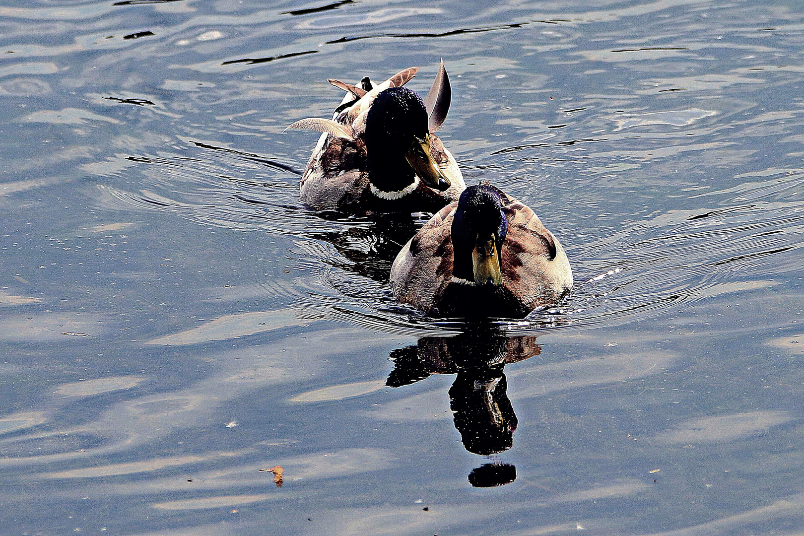 schön hintereinander bleiben Foto & Bild | natur, tiere, enten Bilder ...
