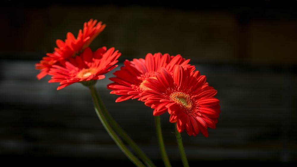 schön in rot Foto & Bild | rot, makro, natur Bilder auf fotocommunity
