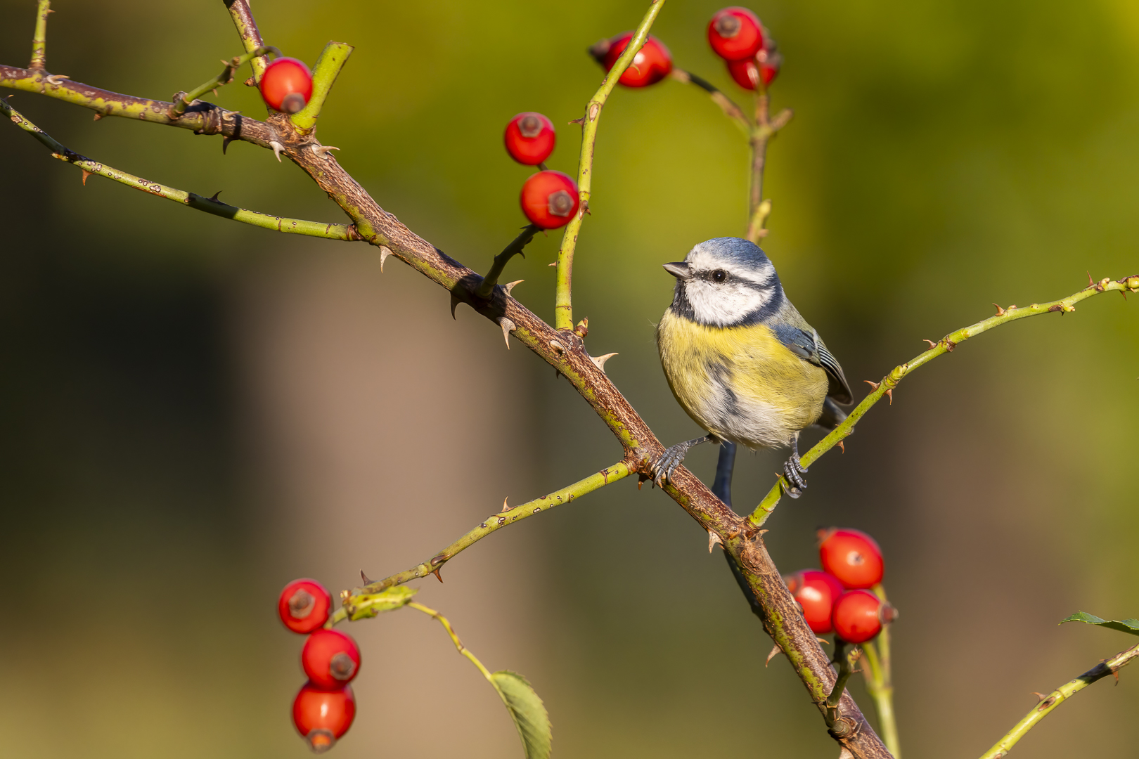 Schön macht sich... Foto & Bild | natur, europa, germany Bilder auf ...