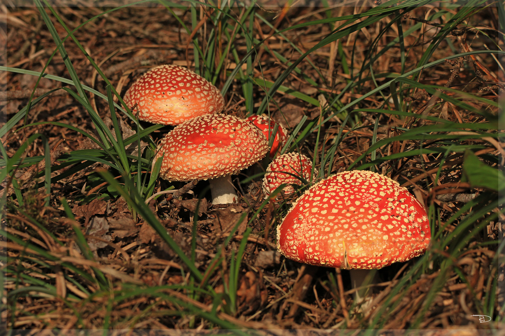 schön und giftig Foto & Bild | bäume, natur, landschaft Bilder auf ...