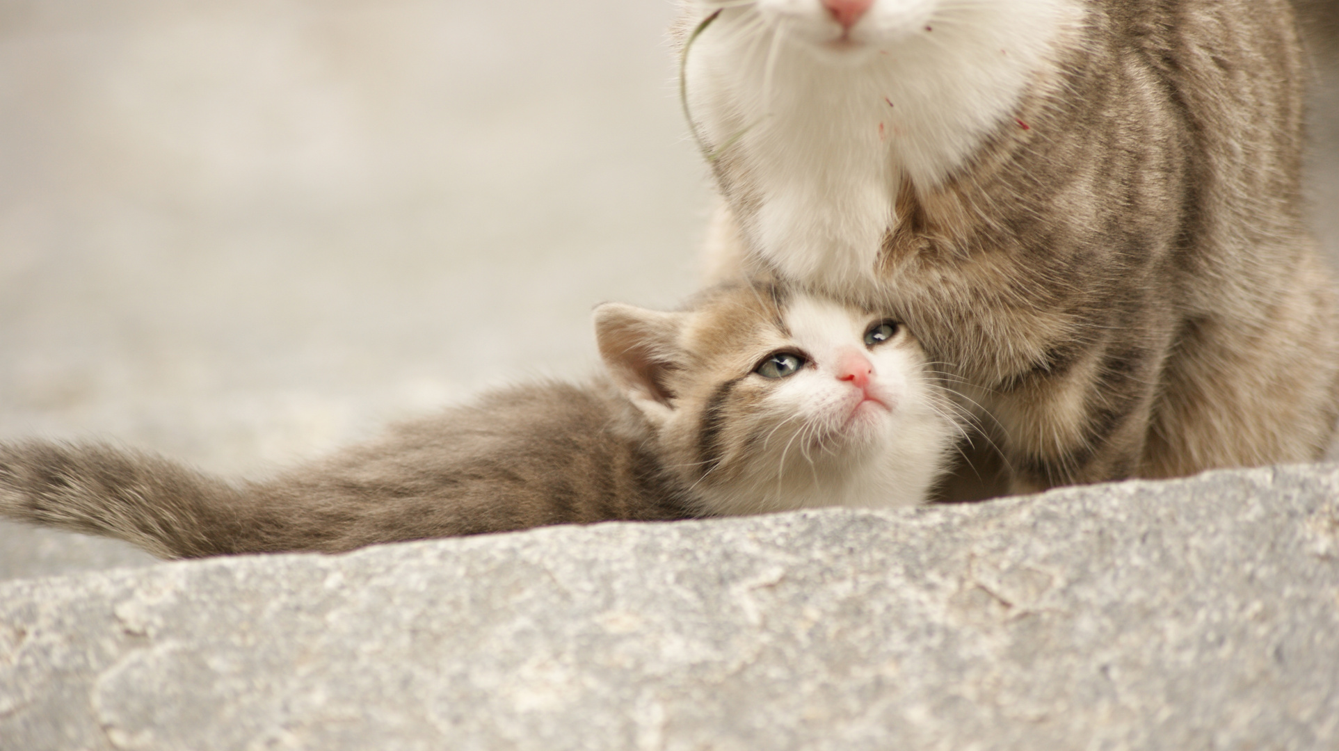 Schön weich Foto & Bild | tiere, natur Bilder auf fotocommunity