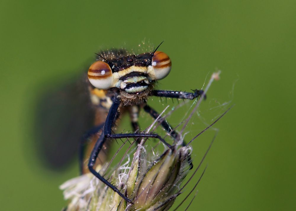 Schöne Augen... Foto & Bild | tiere, wildlife, libellen Bilder auf ...