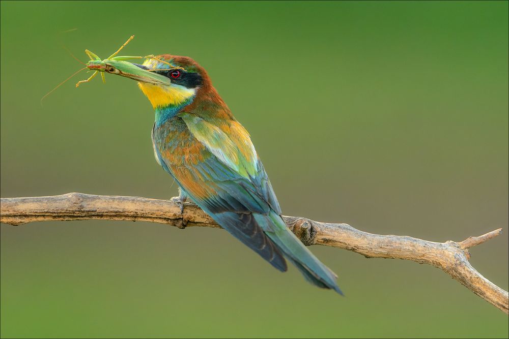 Schöne Beute... Foto & Bild | tiere, wildlife, wild lebende vögel ...