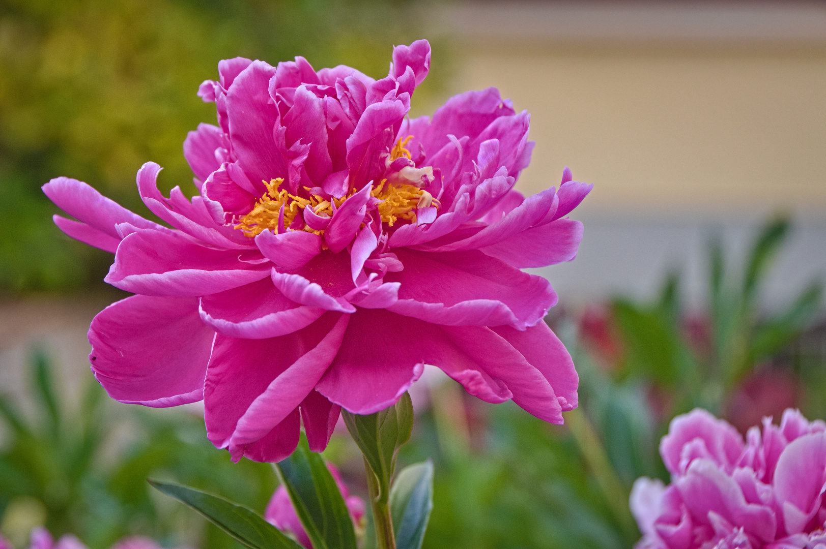 Schöne Blumen im Mai Foto & Bild | pflanzen, pilze & flechten, blüten ... Schöne Blumen im Mai Foto & Bild | pflanzen, pilze & flechten, blüten ...