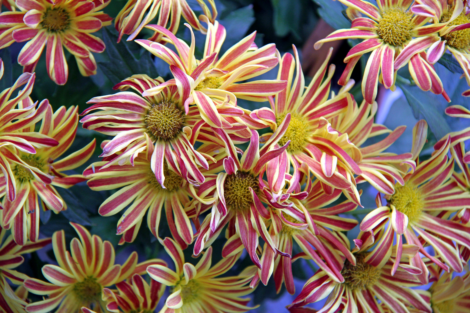 Schöne Bunte Blumen blühen noch in meinem Garten Foto & Bild ...