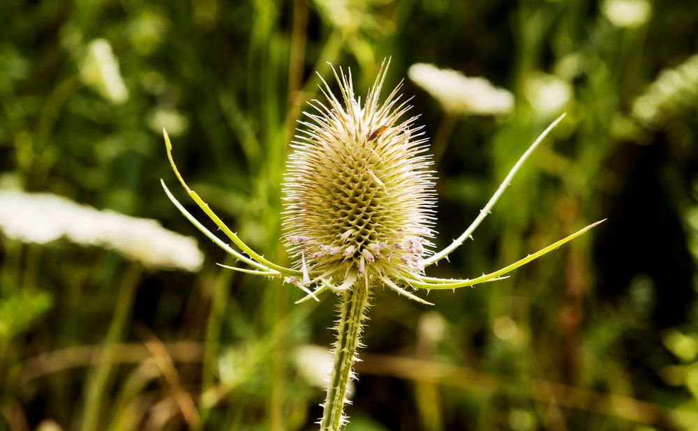 schöne Distel Foto & Bild | pflanzen, pilze & flechten, blüten ...