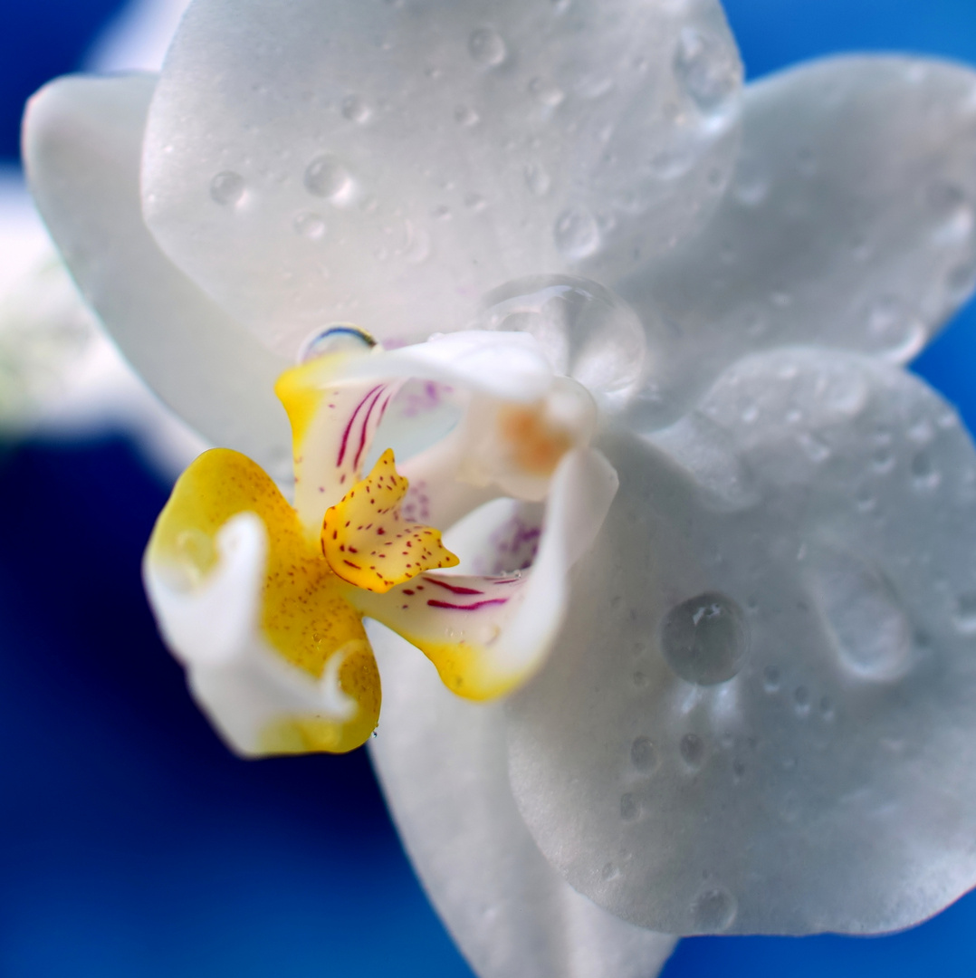 Schöne Exotin Foto & Bild | pflanzen, pilze & flechten, blüten ...