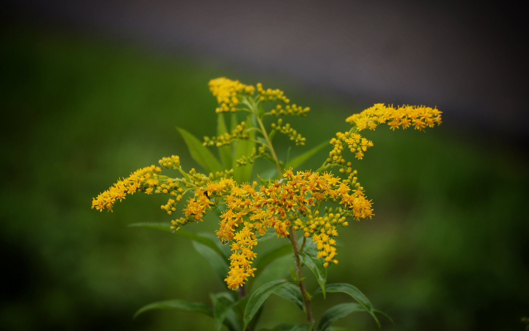 Schöne Goldrute Foto & Bild | pflanzen, pilze & flechten, blüten ...