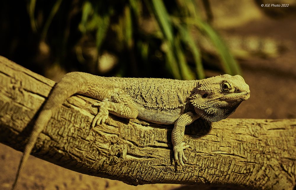 Schöne grüne Bartagame im Terrarium Landau Foto & Bild | natur, zoo ...
