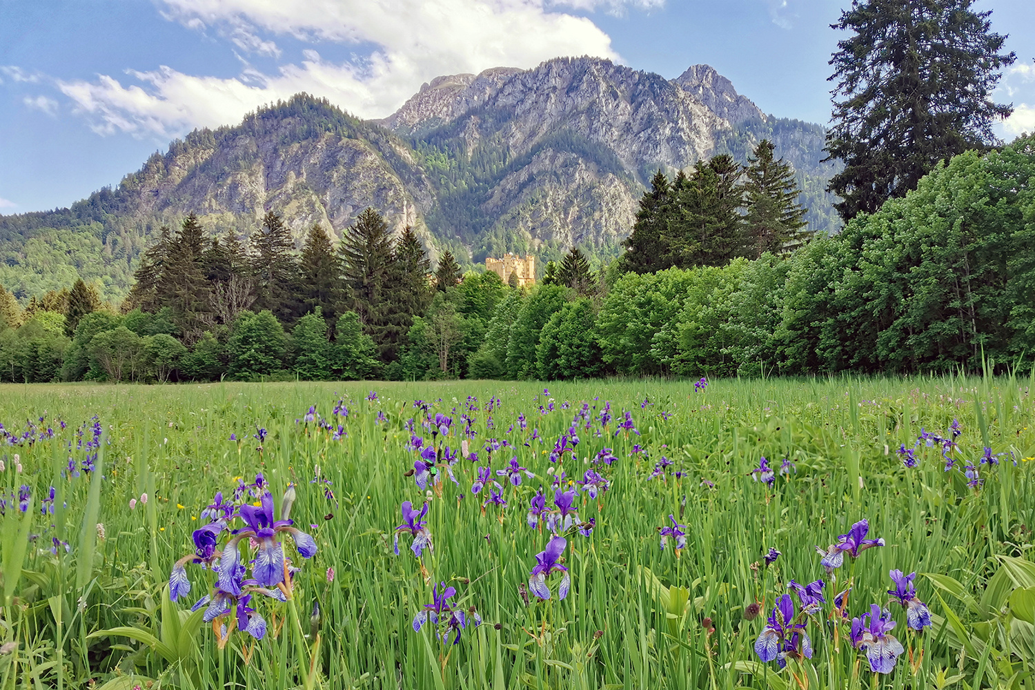Schöne Heimat! Foto & Bild | landschaft, berge, pflanze Bilder auf ...