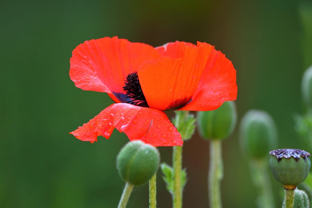 Schöne Mohn.. Foto & Bild | pflanzen, pilze & flechten, blüten ...