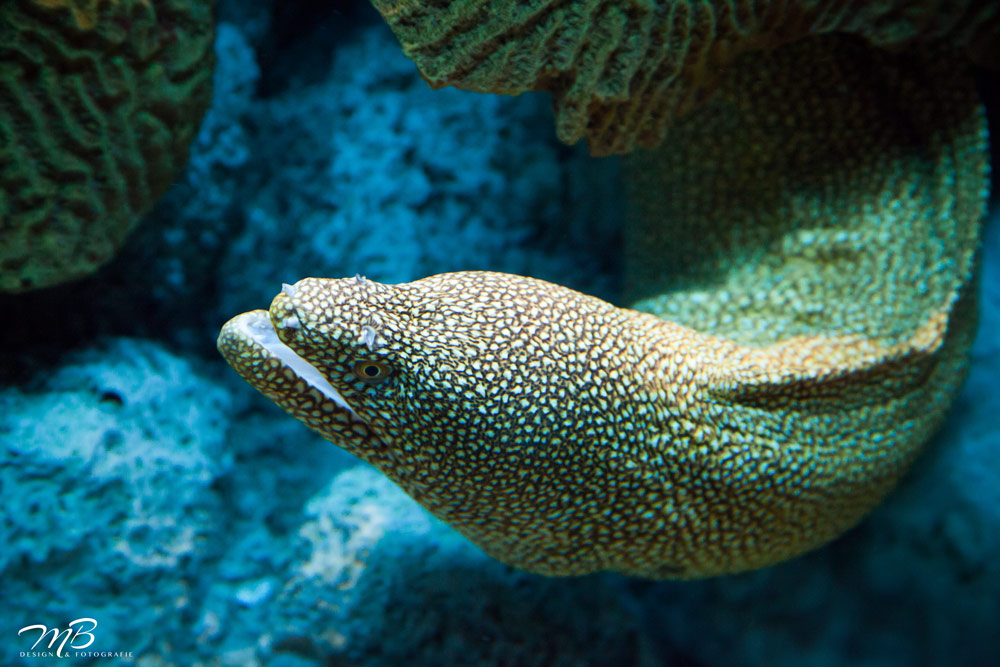 Schöne Moräne Foto & Bild | tiere, zoo, wildpark & falknerei, zoo ...