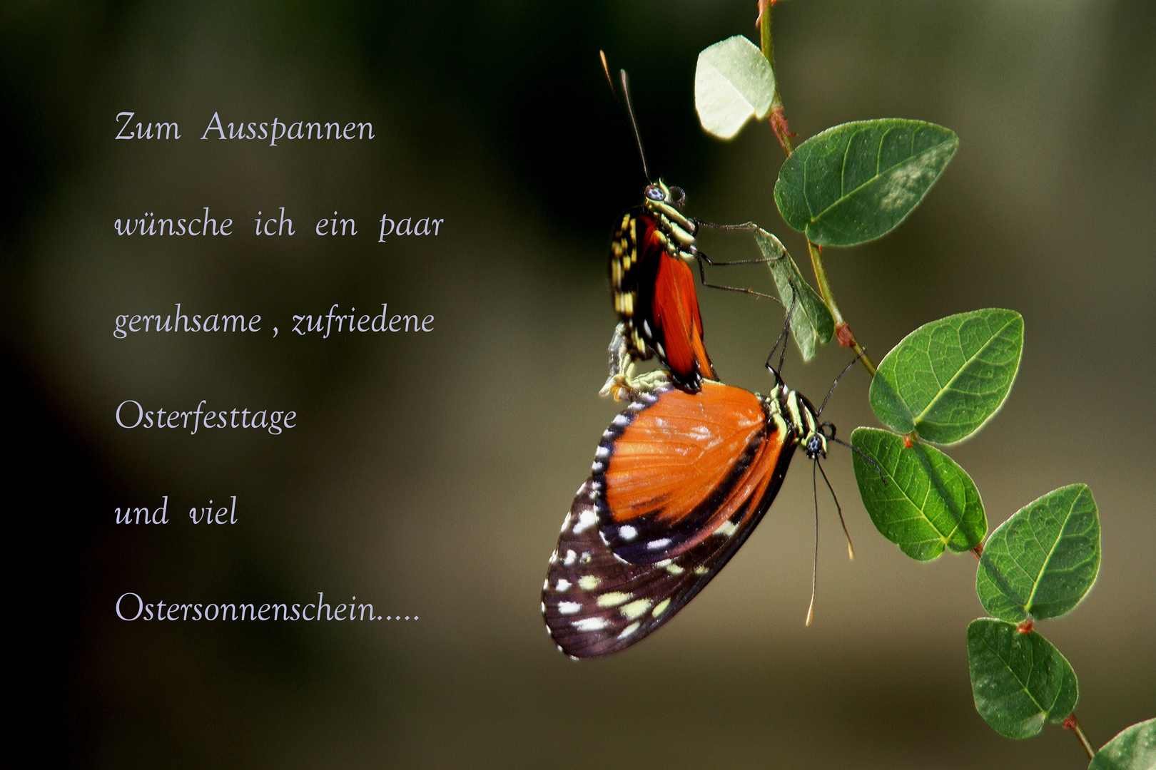 Schöne Osterzeit.... Foto & Bild | tiere, wildlife, schmetterlinge ...