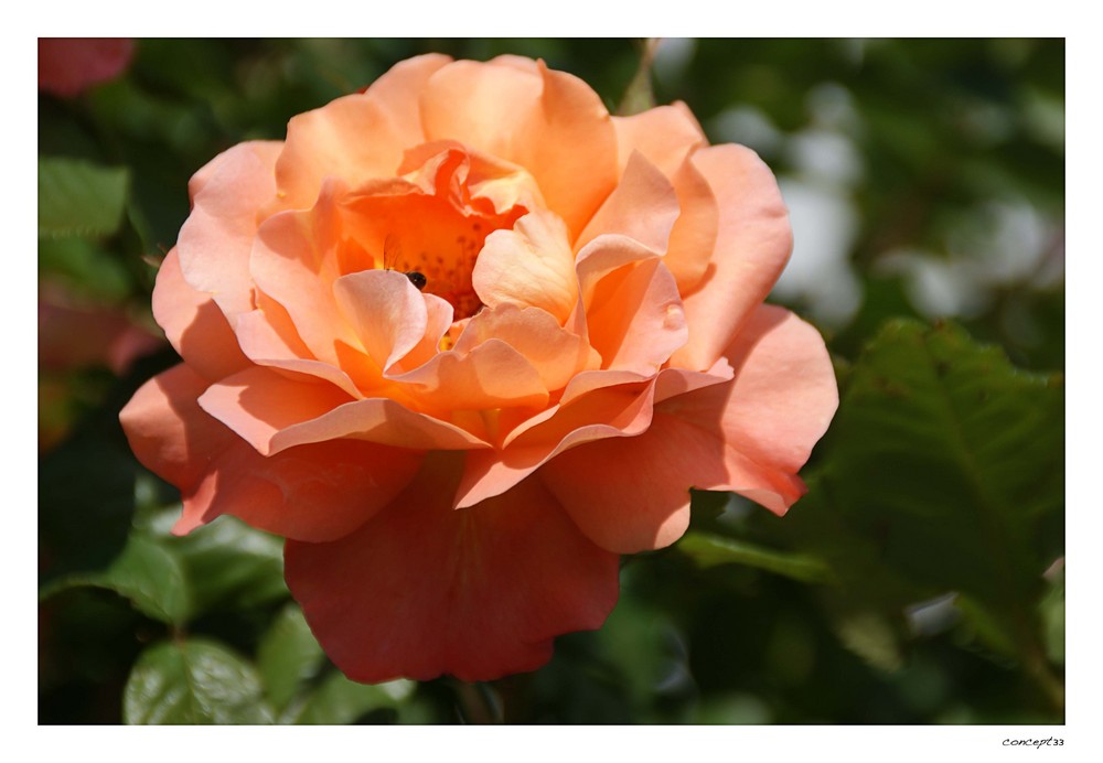 schöne Pfingsten... Foto & Bild | archiv projekte naturchannel ...