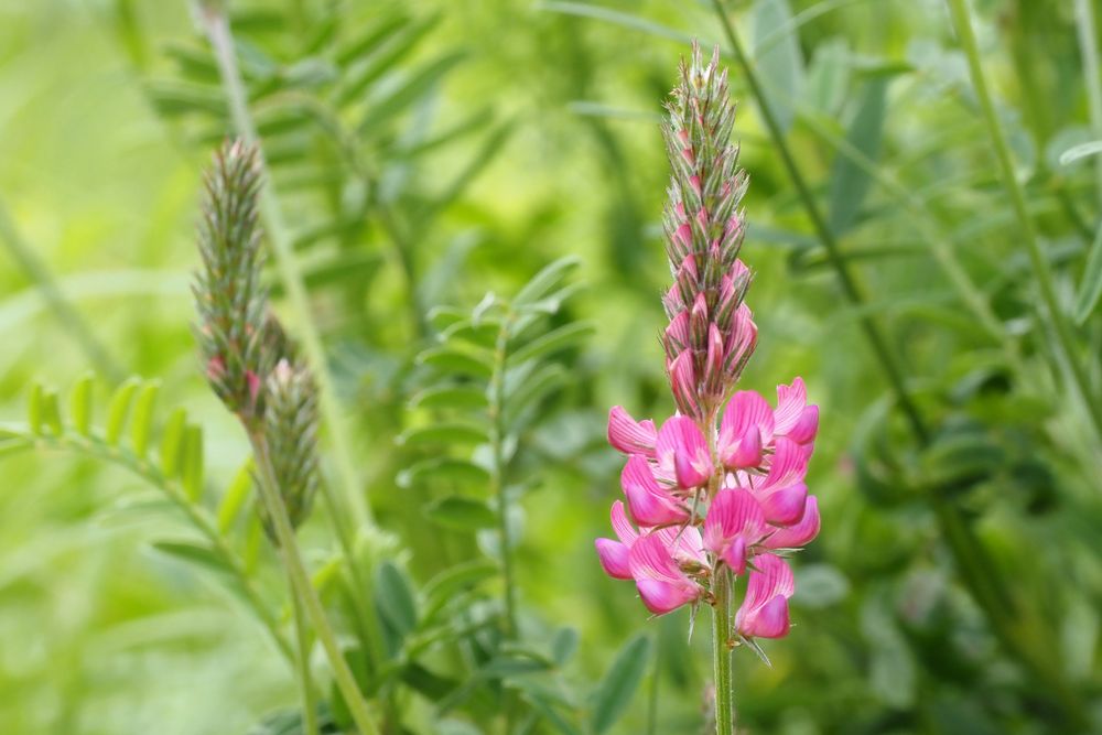 schöne pfingsten Foto & Bild | blumen, motive, natur Bilder auf ...