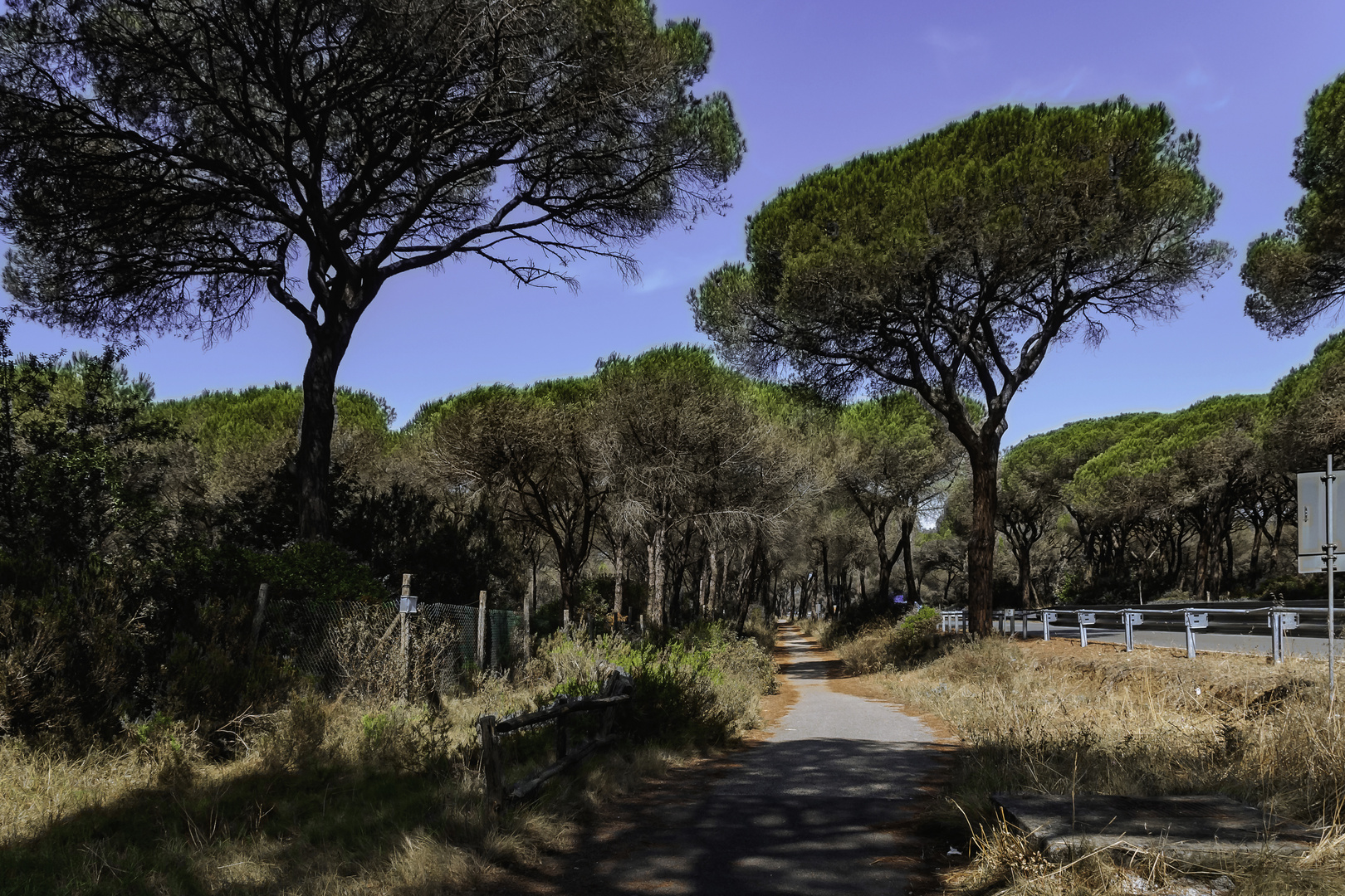 Schöne Pinien Foto & Bild | urlaub, world, wald Bilder auf fotocommunity