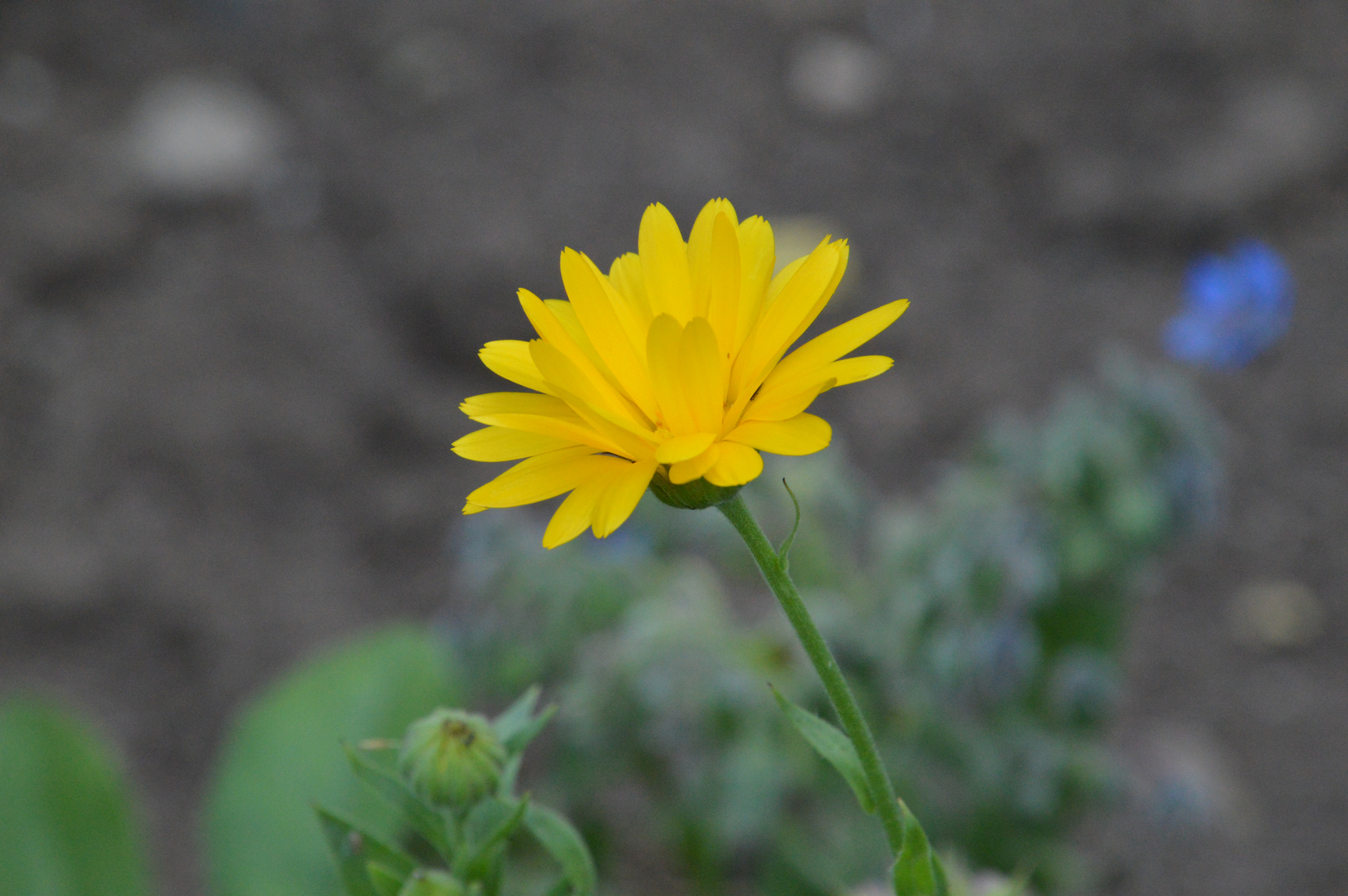 schöne Planze Foto & Bild | landschaftsfotos Bilder auf fotocommunity