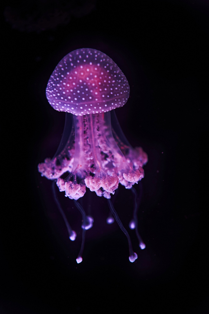 schöne Qualle Foto & Bild | europe, malta, tiere Bilder auf fotocommunity