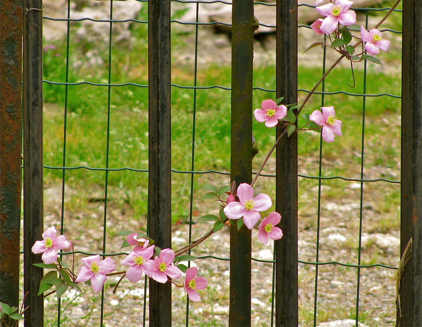 ...Schöne Ranke !!!... Foto & Bild | pflanzen, pilze & flechten ...