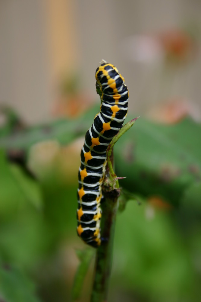 Schöne Raupe Foto & Bild | tiere, wildlife, insekten Bilder auf ...