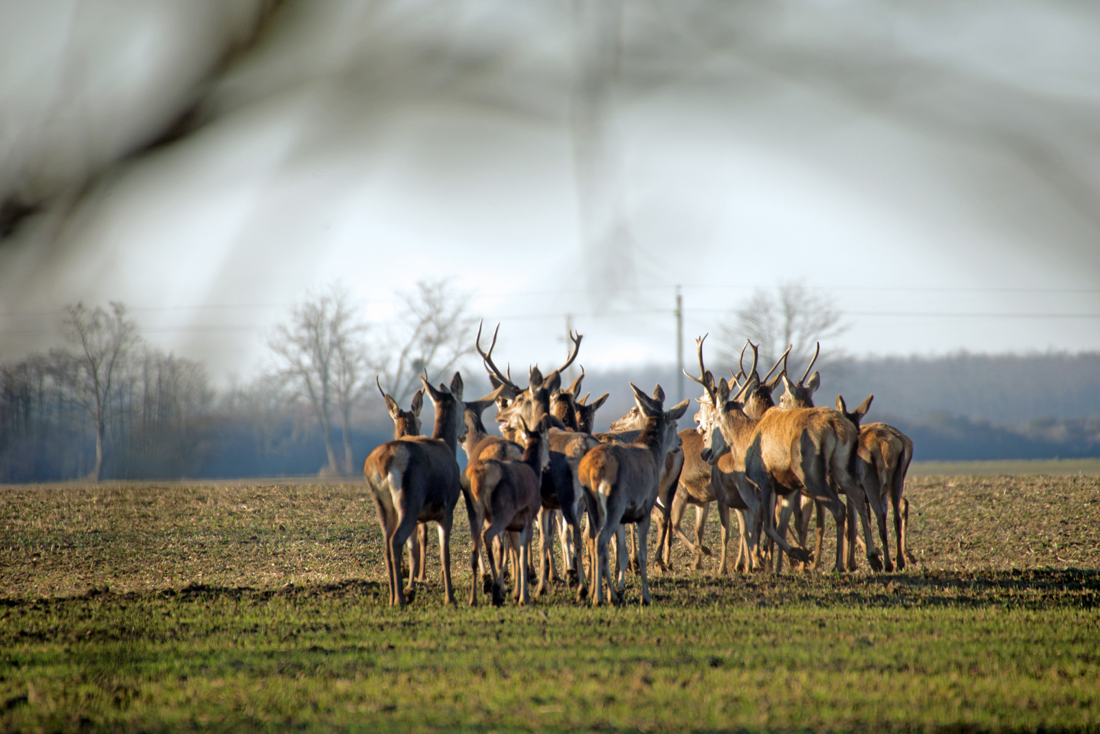 Schöne Rudel. Foto & Bild | tiere, wildlife, säugetiere Bilder auf ...