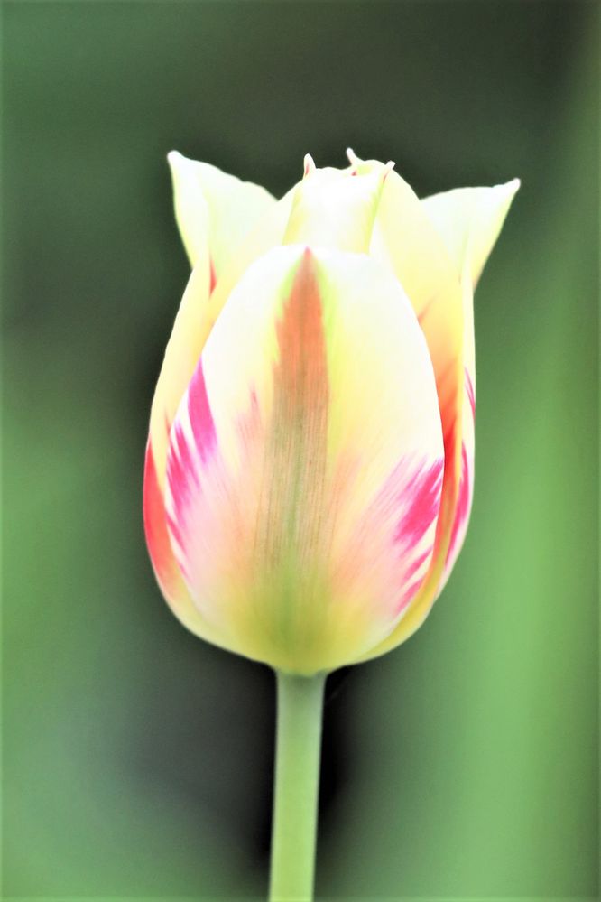 Schöne Tulpe Foto & Bild | pflanzen, pilze & flechten, blüten- & kleinpflanzen, im garten Bilder ...