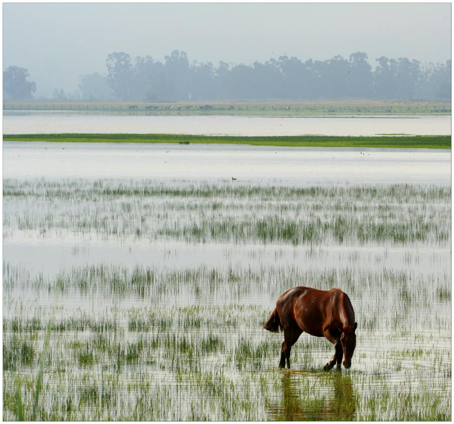 Schöne Weide Foto & Bild | tiere, haustiere, pferde, esel, maultiere ...