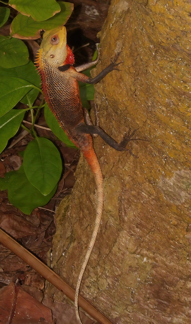 Schönechse / Agame auf Biyadhoo, Malediven Foto & Bild | natur, tiere, wildlife Bilder auf ...