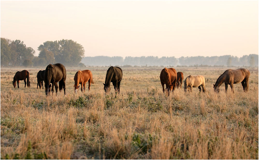 schönen Dank für die Aufmerksamkeit ...!! Foto & Bild | tiere ...