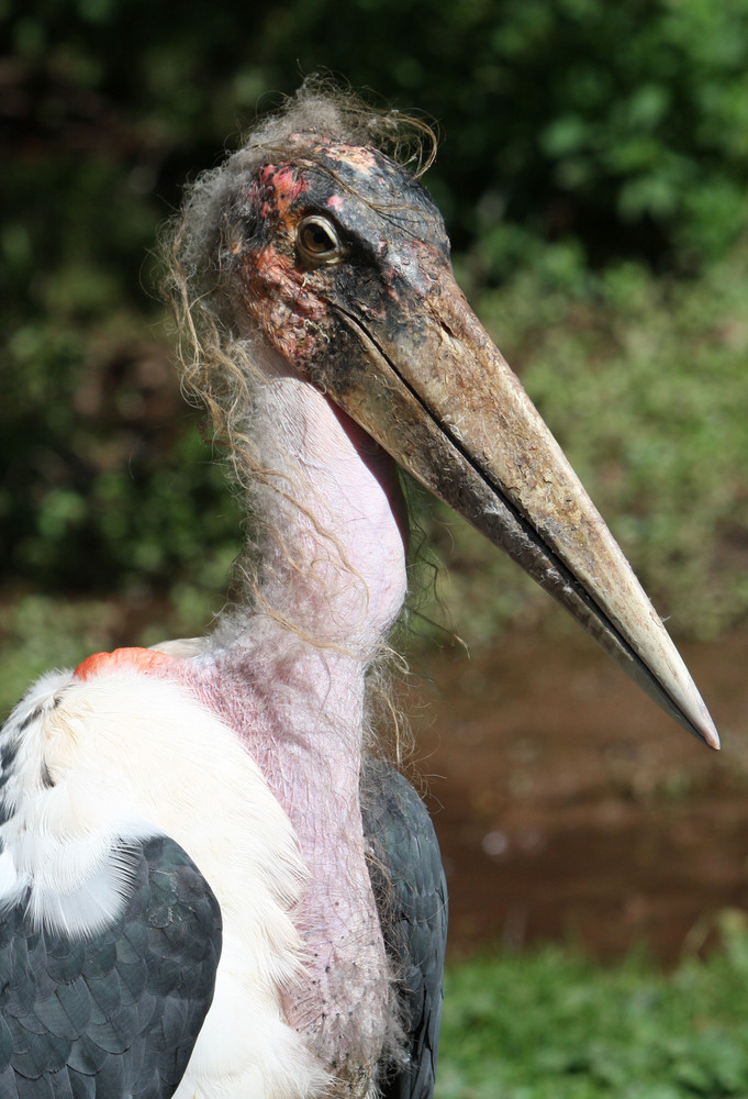 Schöner alter Marabu Foto & Bild | tiere, zoo, wildpark & falknerei ...